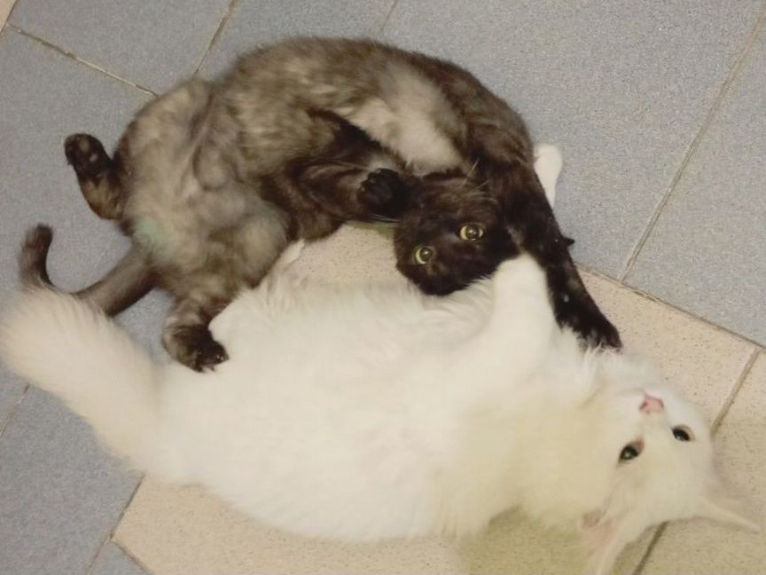 Коты в добрые руки
