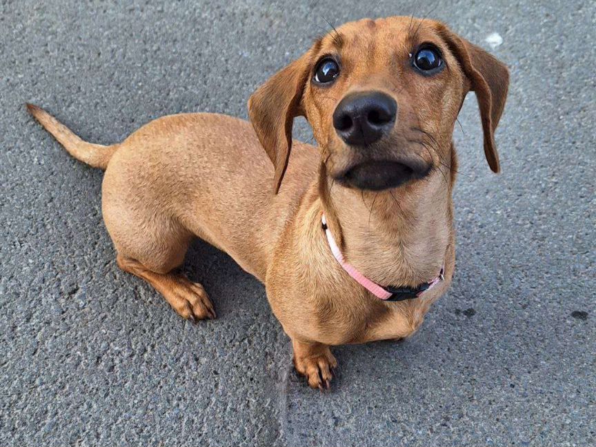 Кроличья такса