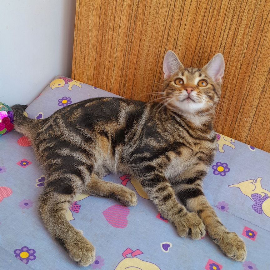 Молоденький котик 7 мес