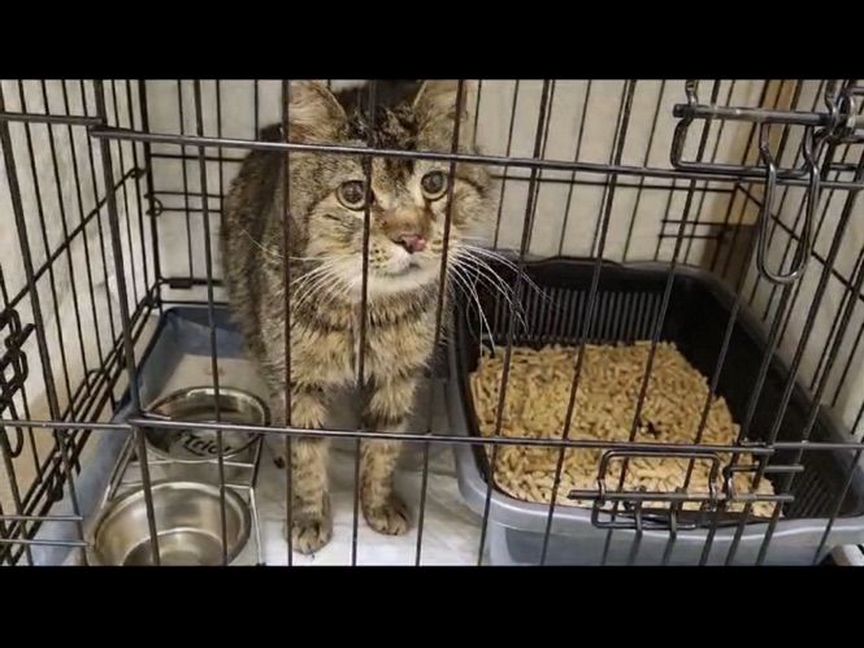 Котик потерялся