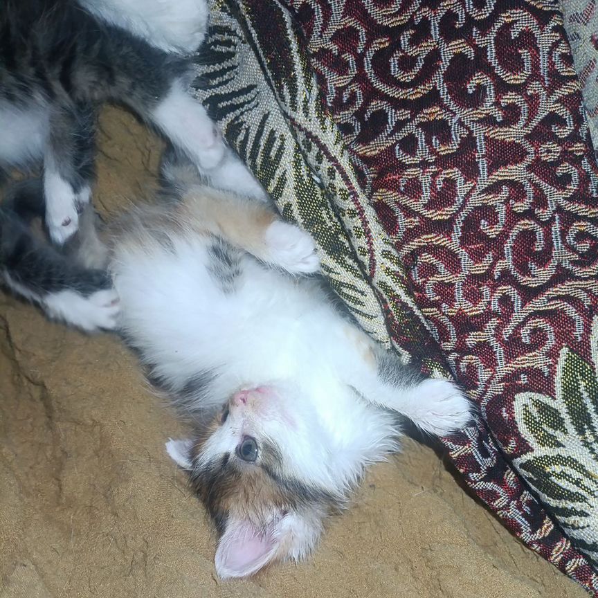 Котёнок в добрые руки