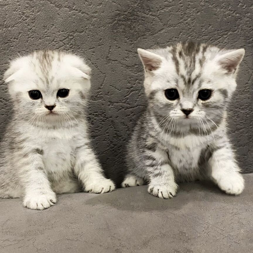 Шотландские котята