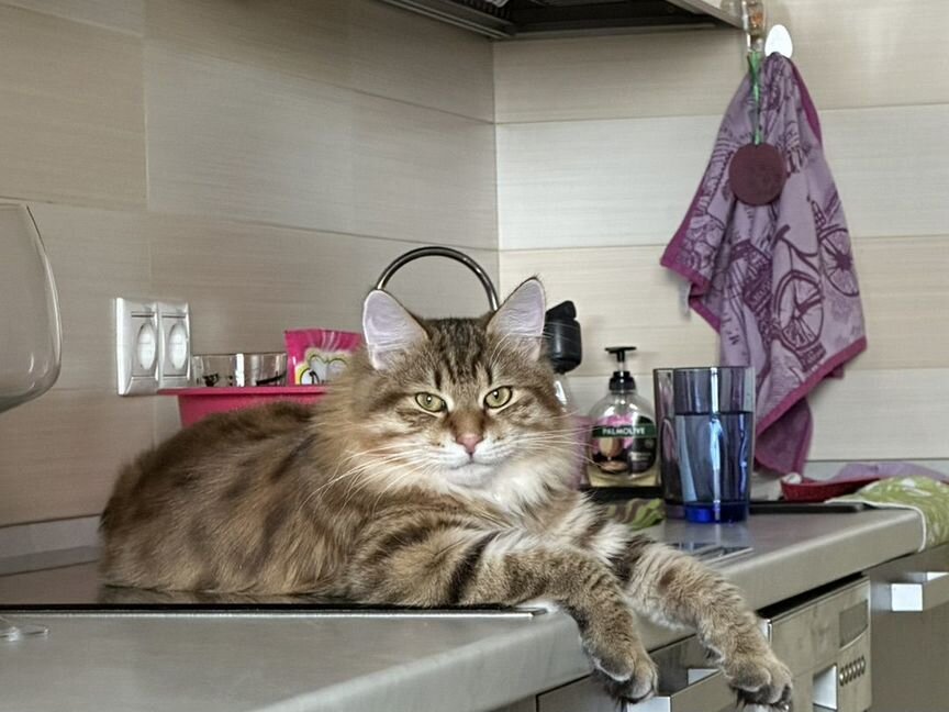 Кот на вязку
