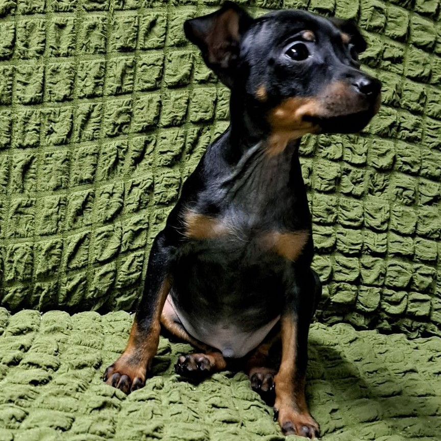 Русский той-терьер, щенок