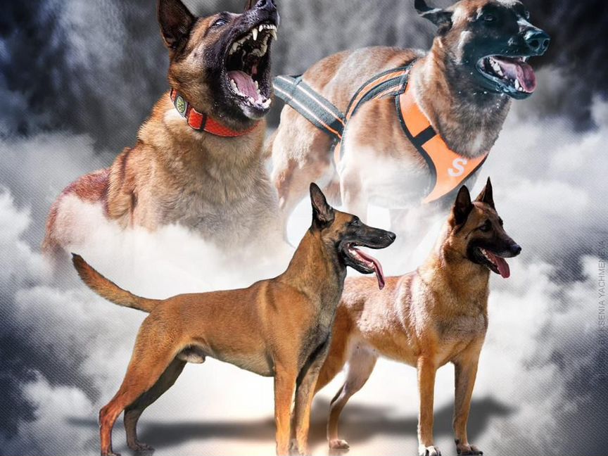 Малинуа РКФ. Кобели.Бронь