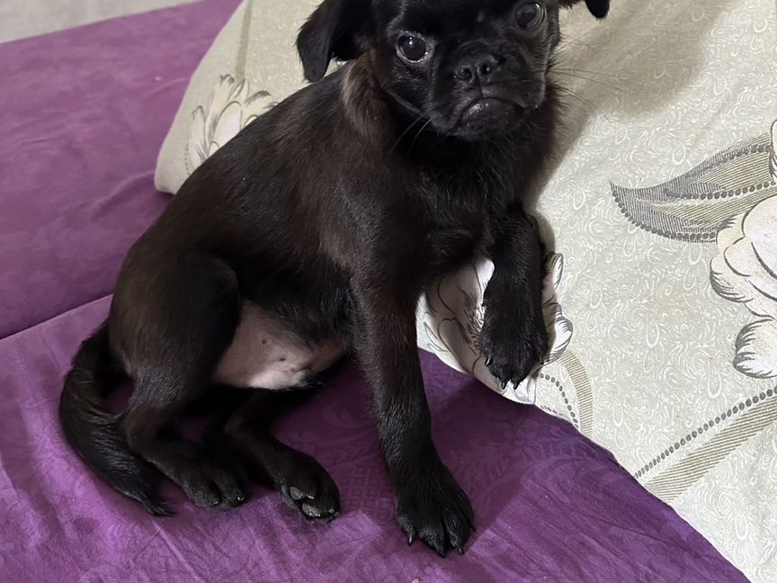 Пти брабансон