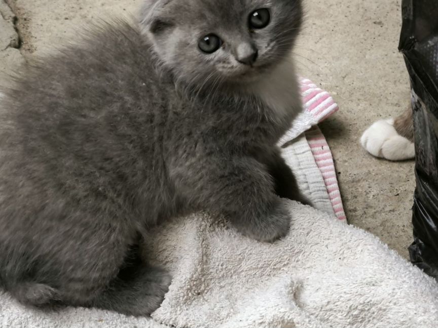 Вислоухая кошечка бесплатно