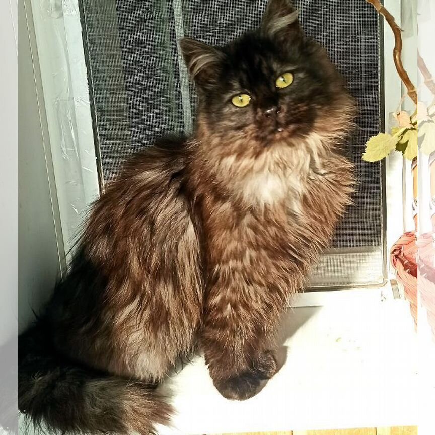 Сибирский котёнок