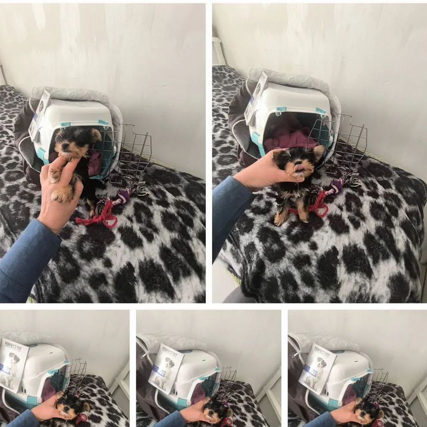 Щенок от частного владельца