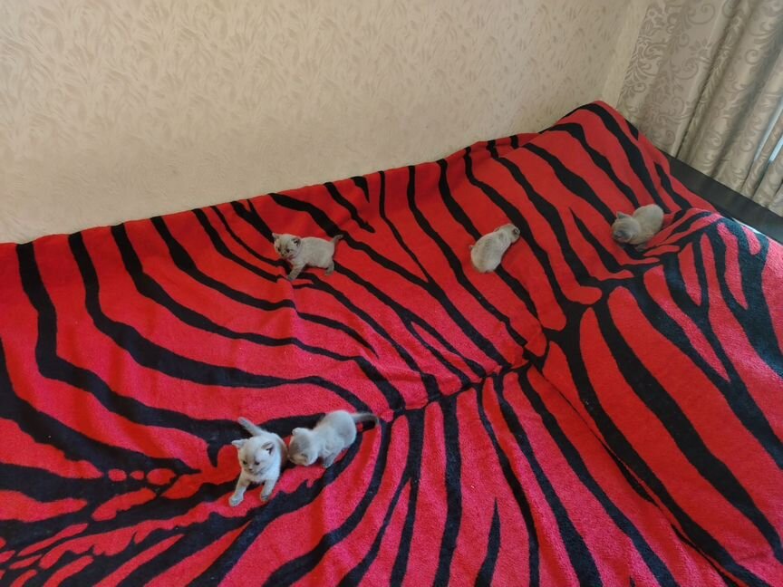 Котята