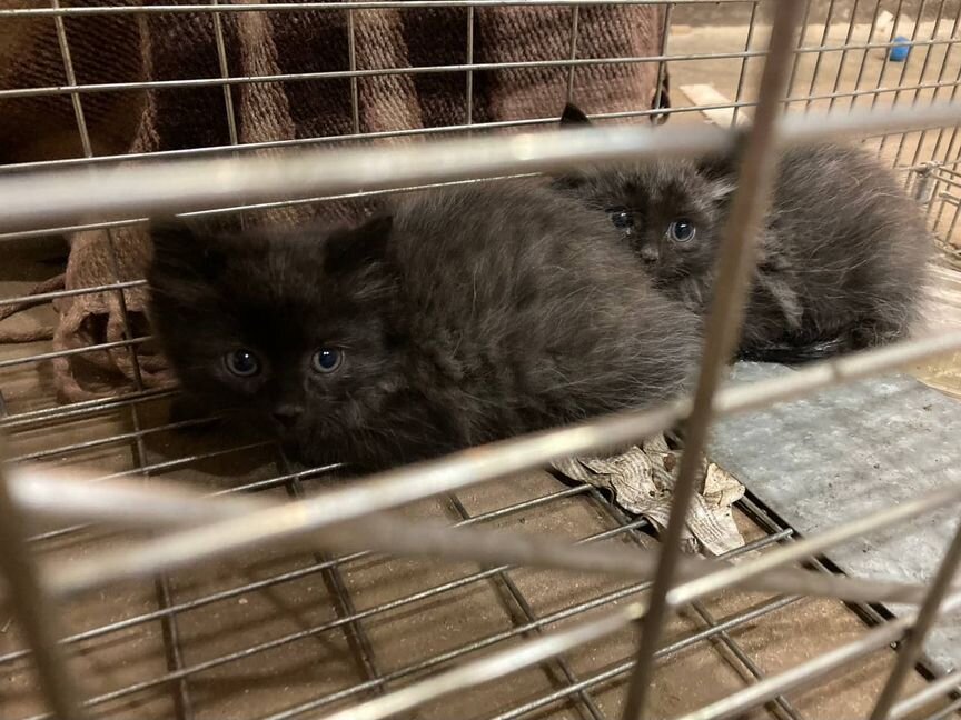 Коралик и коралята в поисках дома