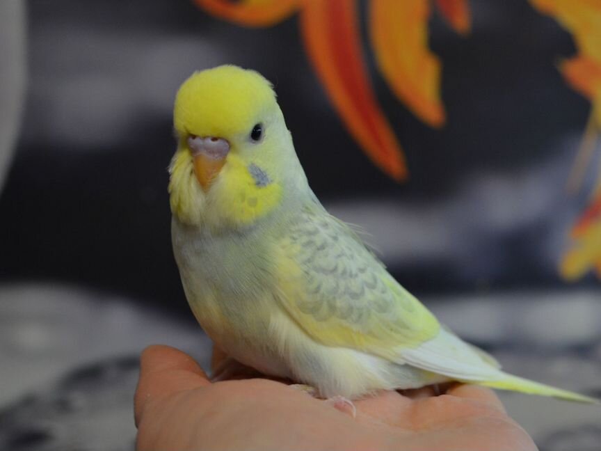 Птенцы волнистых попугаев