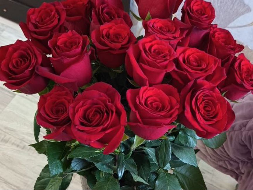 Молодые петушки карликовые кохентин