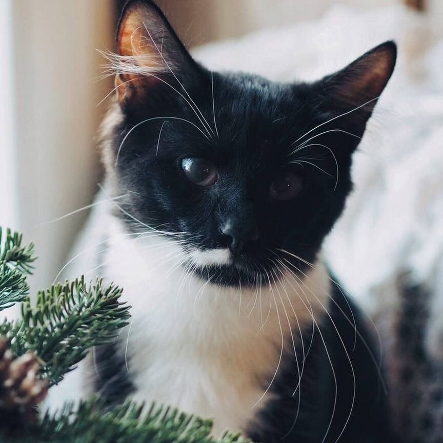 Милейший котенок