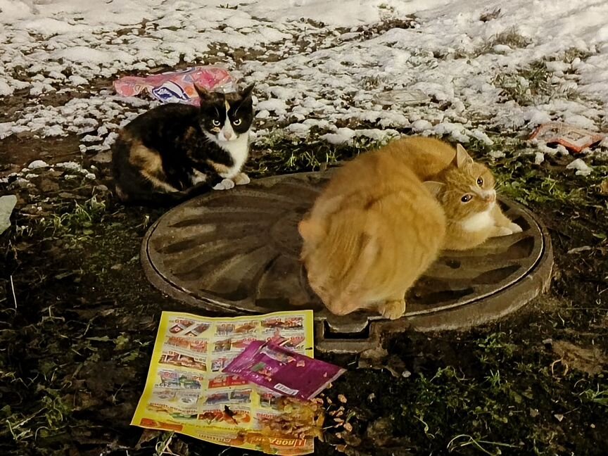 Домашние животные кошки