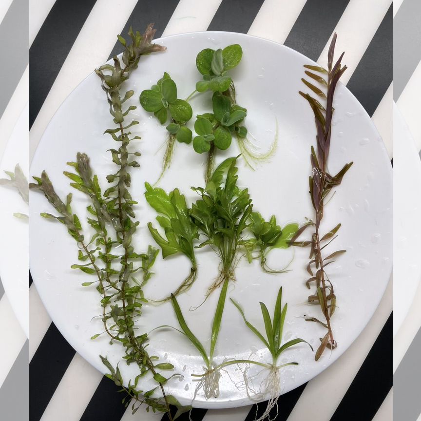 Аквариумное растение набор 5 видов