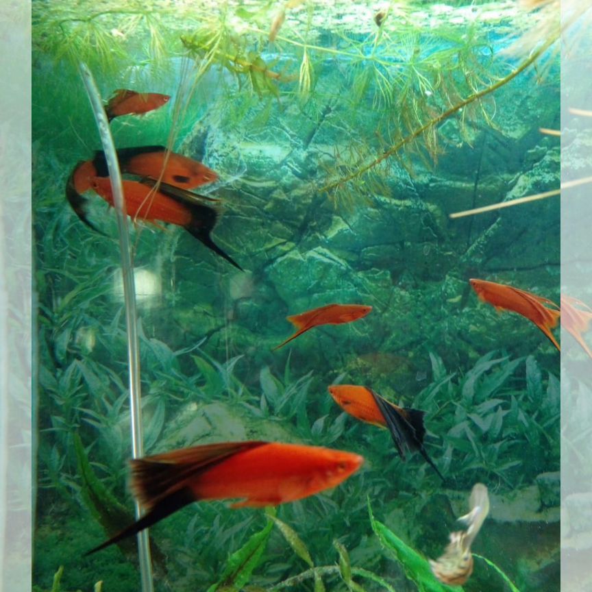 Аквариумные рыбки