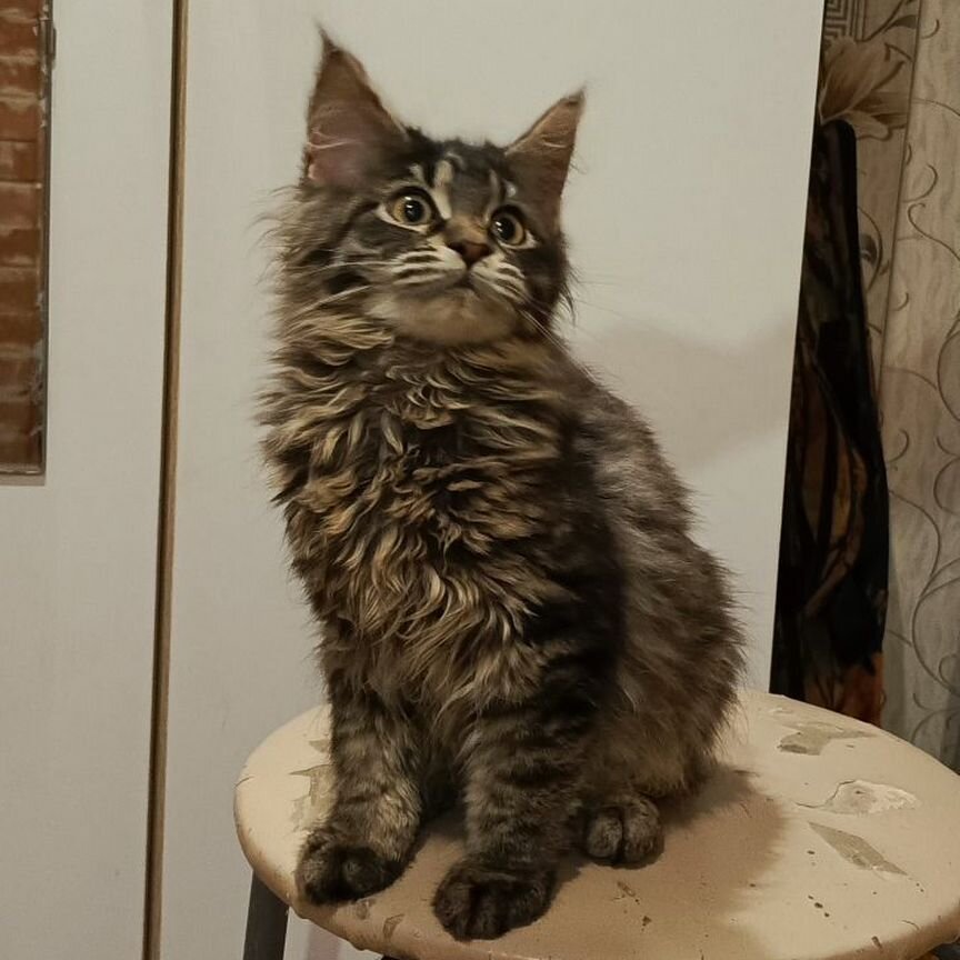 Мейн-кун котёнок
