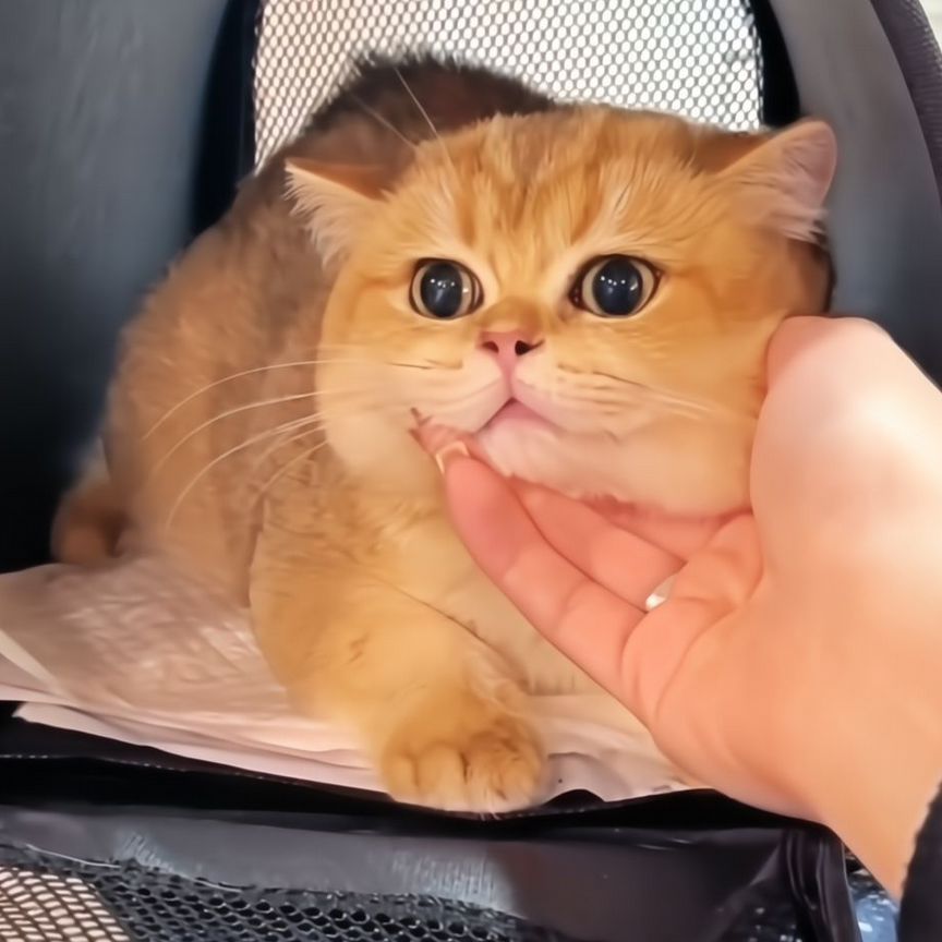 Британский короткошёрстный котёнок