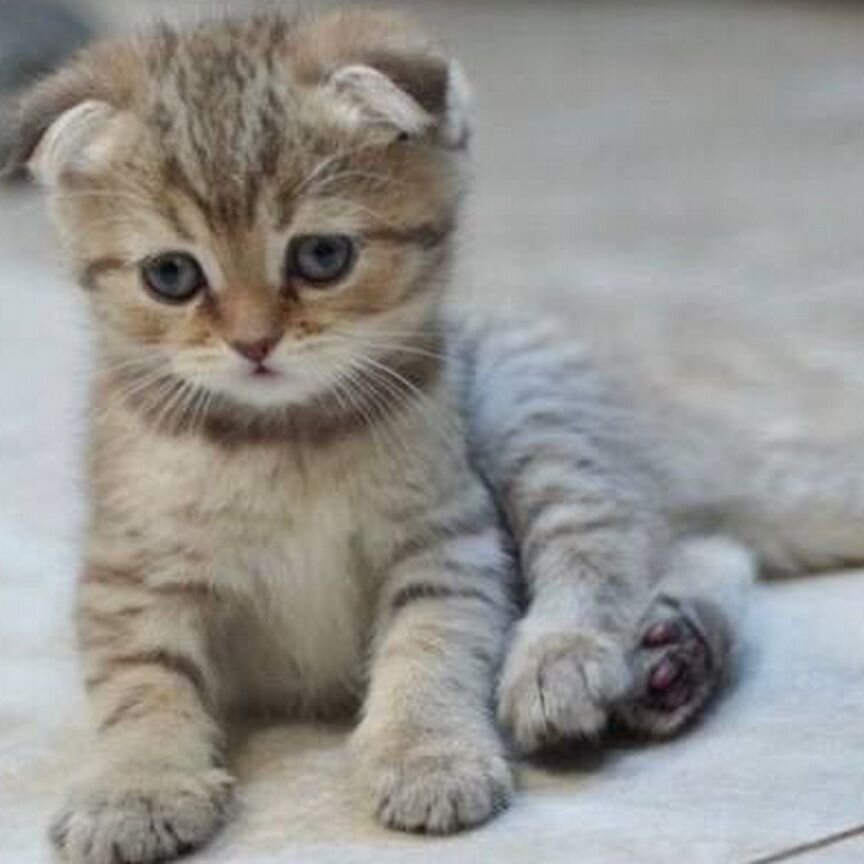 Шотландские котята