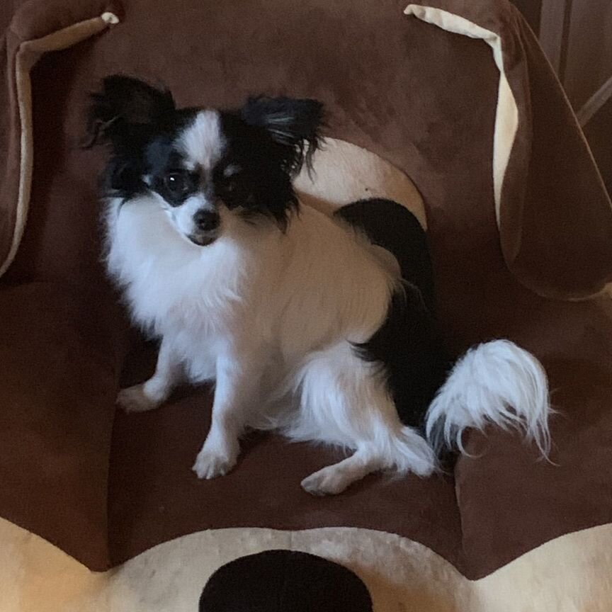 Собака чихуахуа