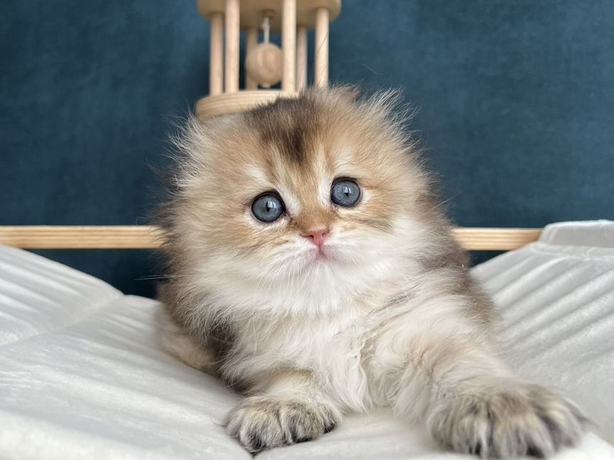 Котёнок золотая девочка