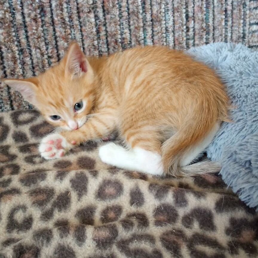 Котёнок в добрые руки