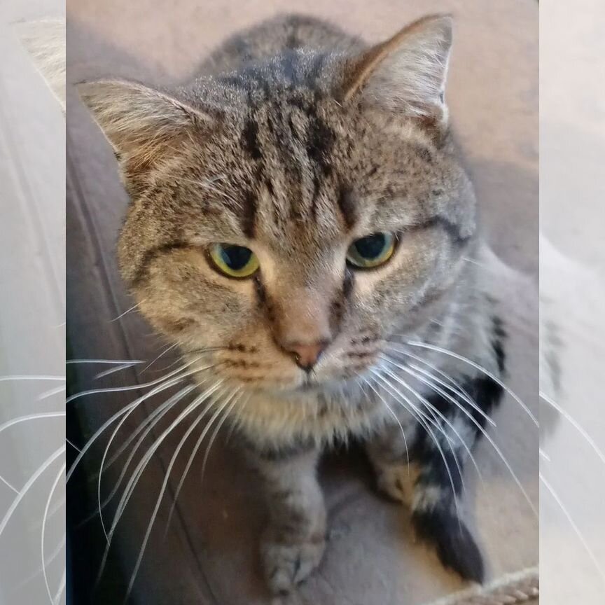 Взрослая кошка в добрые руки