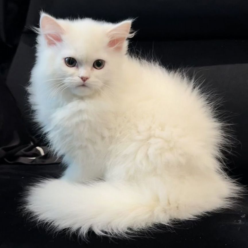Шотландский прямоухий длинношёрстный котёнок
