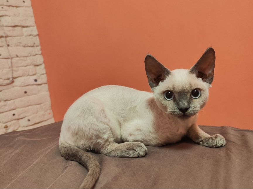 Котята девон-рекс