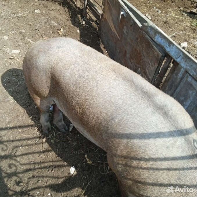 Хряк красно поясный с белой