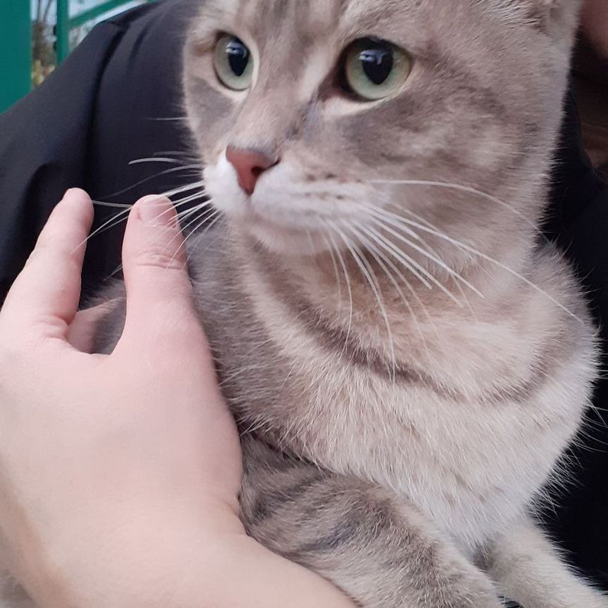 Взрослая кошка в добрые руки