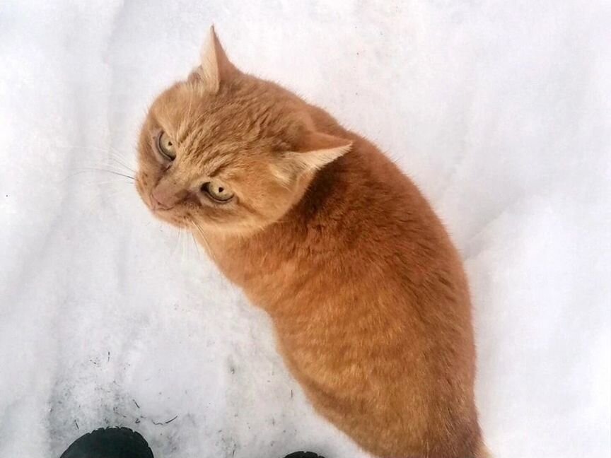 Бездомных кот