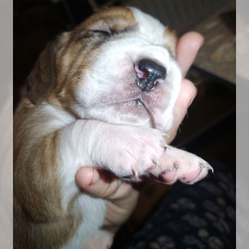 Бассет-хаунд, щенок