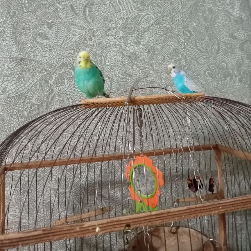 Волнистый попугай