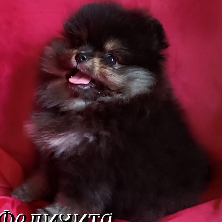 Малыши шпица