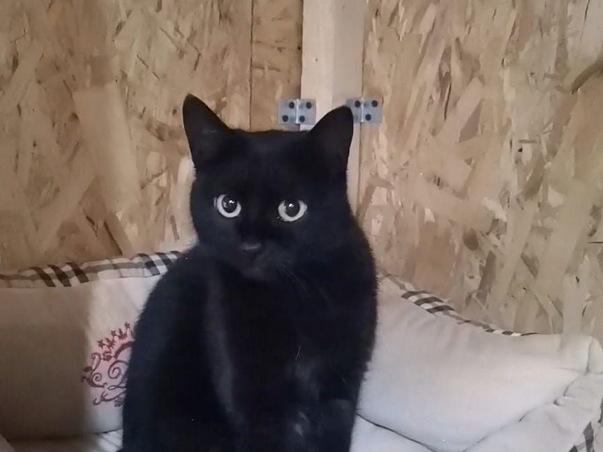 Кошка сиротка попала в приют