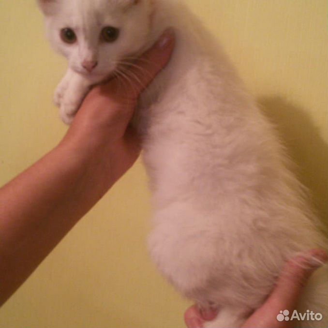 Отдам в добрые руки Котяток