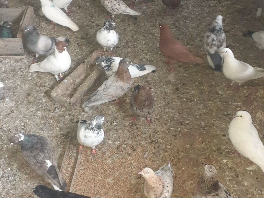 Продажа голубей