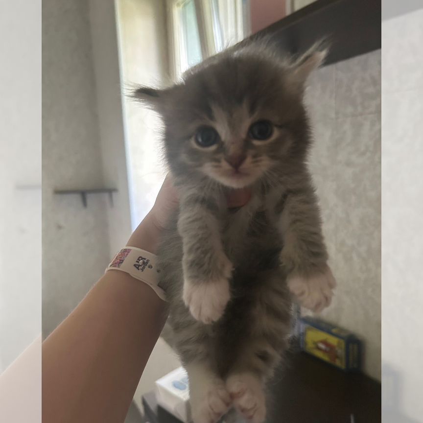 Сибирский котёнок