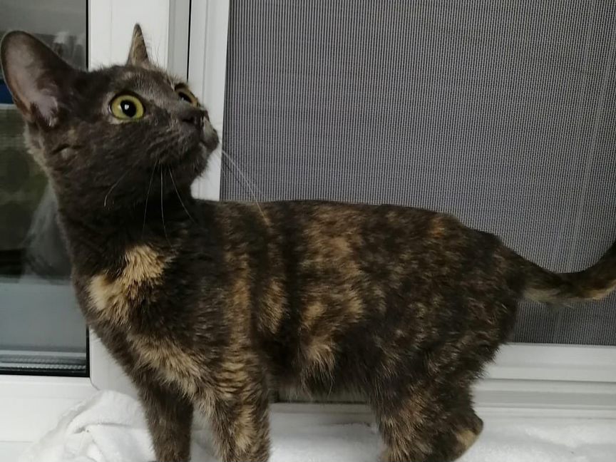 Котенок девочка