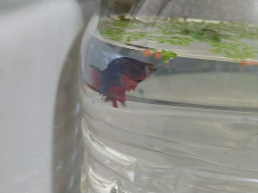 Петушок мальчик молодняк