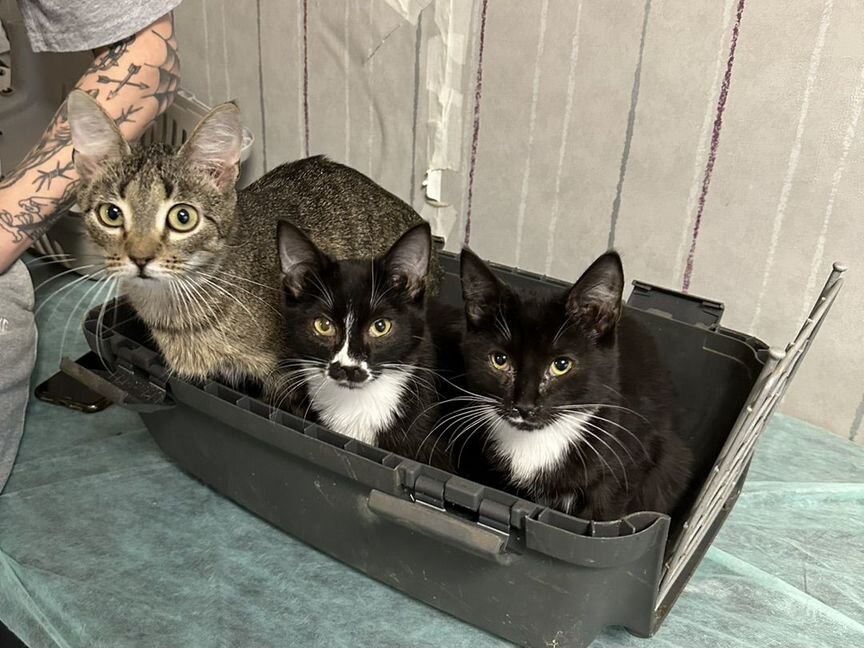 Котята в добрые руки