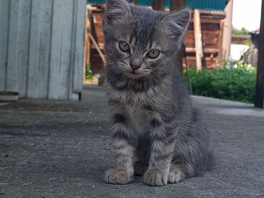 Котята, девочки (белые и серо-пятнистый)