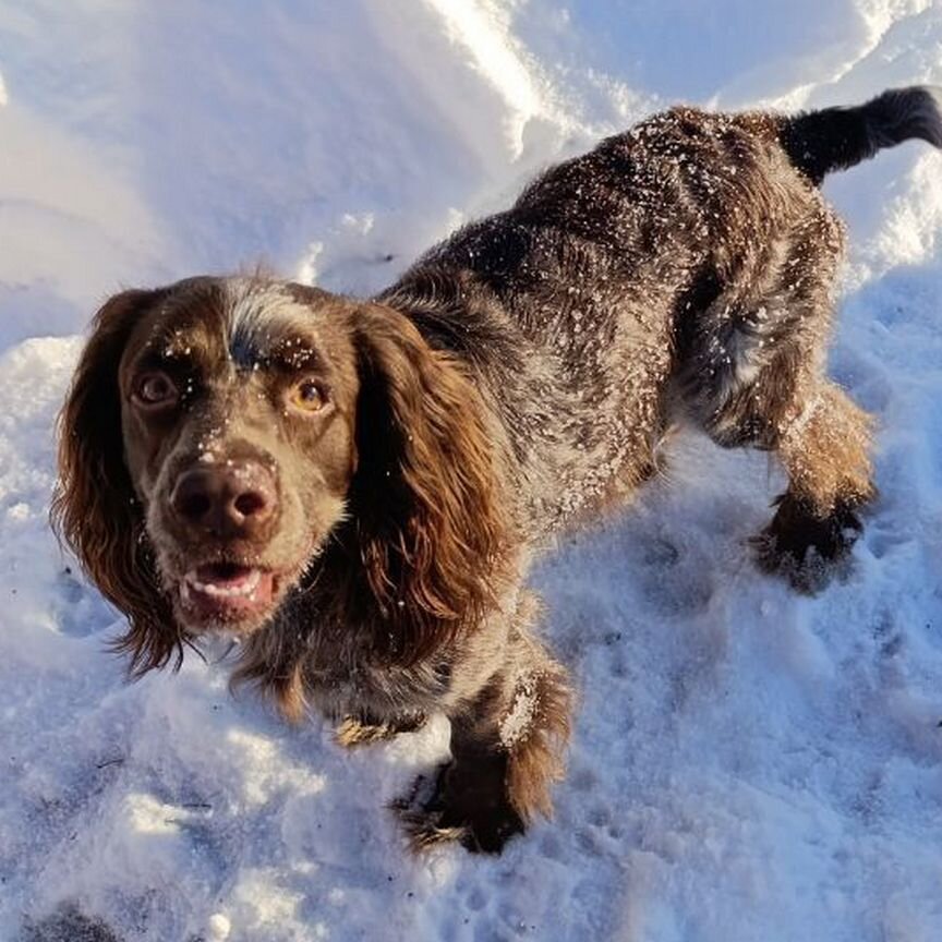 Русский той-терьер, взрослый пёс