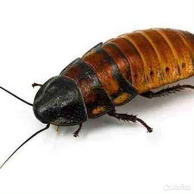 Мадагаскарский шипящий таракан