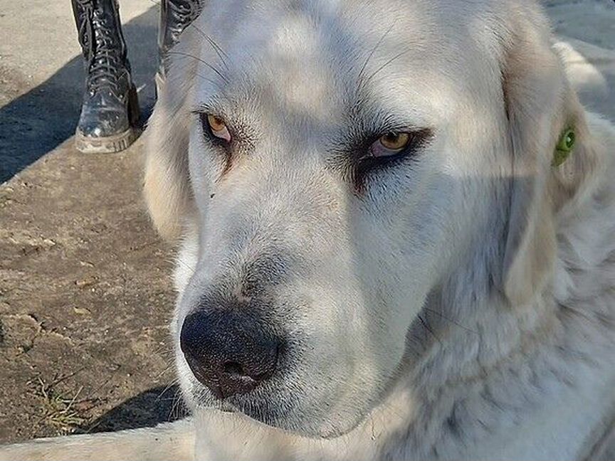 Рон ищет дом