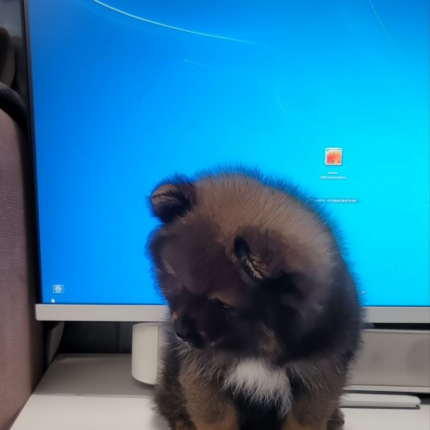 Померанский шпиц, щенок