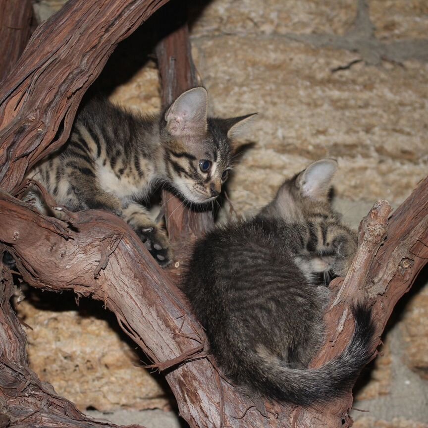 Котята бесплатно