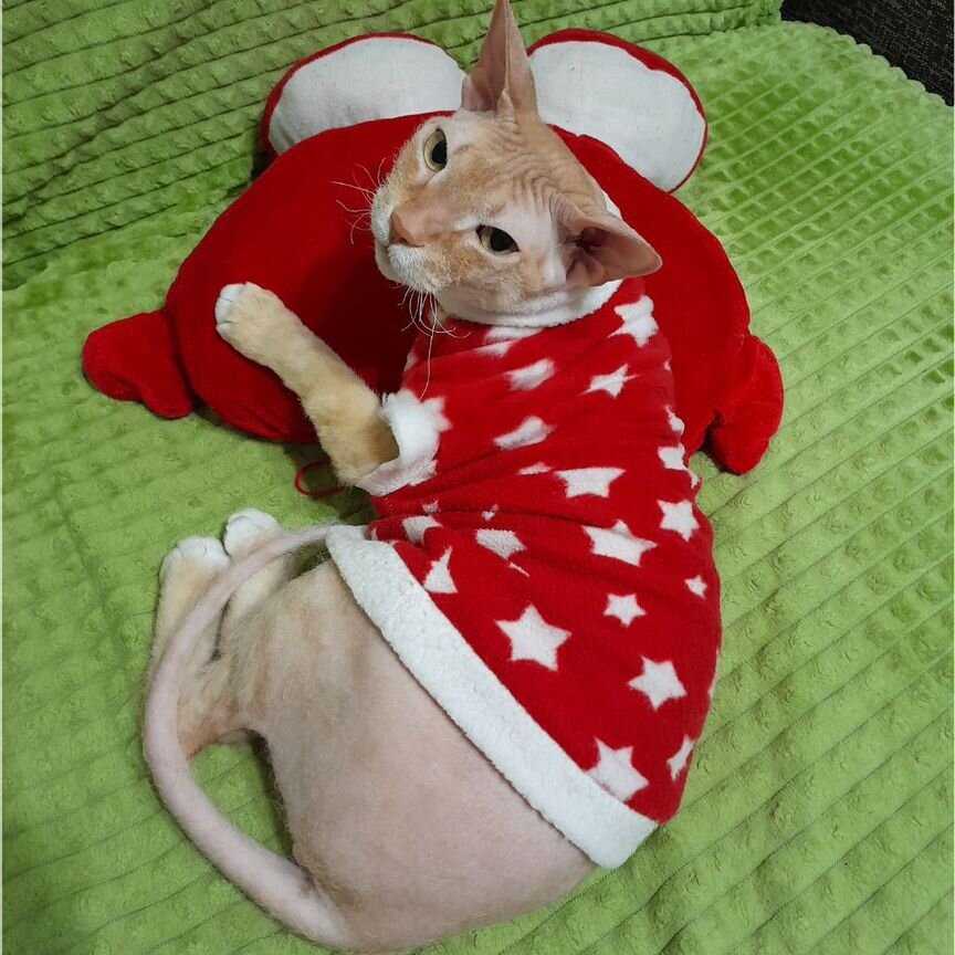 Сфинкс кот